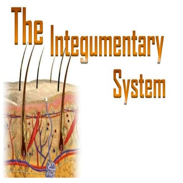 Integumentary System.pptx