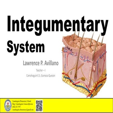 Integumentary System.pptx