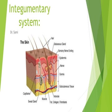 The integumentary system (slide show) | PPT