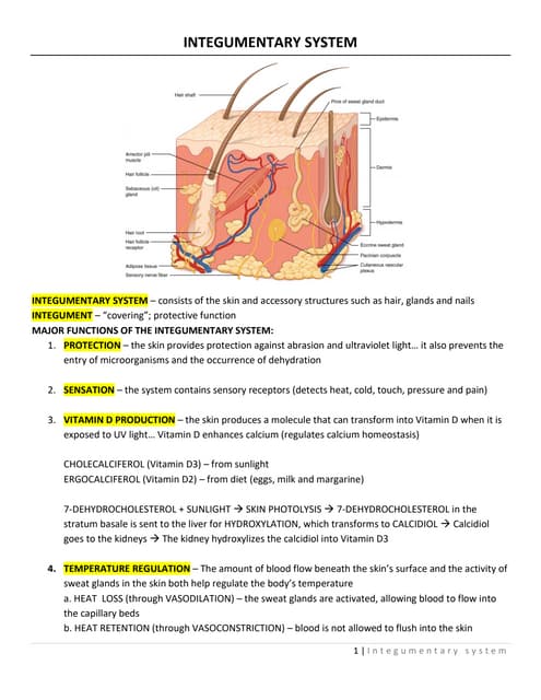Anatomy and Physiology Integumentary System | PDF