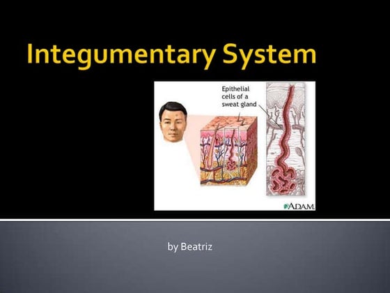Skin(Integumentary System) | PPT