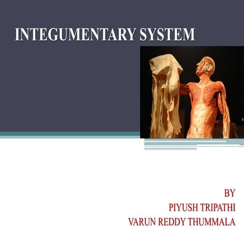 Integumentary System | PPTX