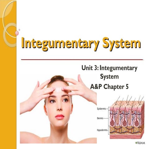 Integumentary system pt_1 | PPT
