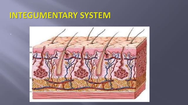 Grade 6 Science Integumentary System.pptx