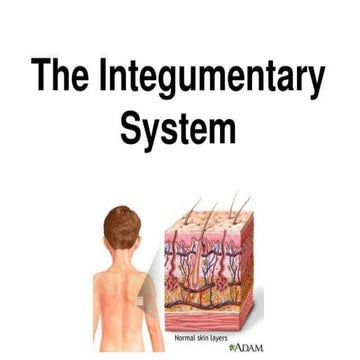Integumentary sytem | PPTX