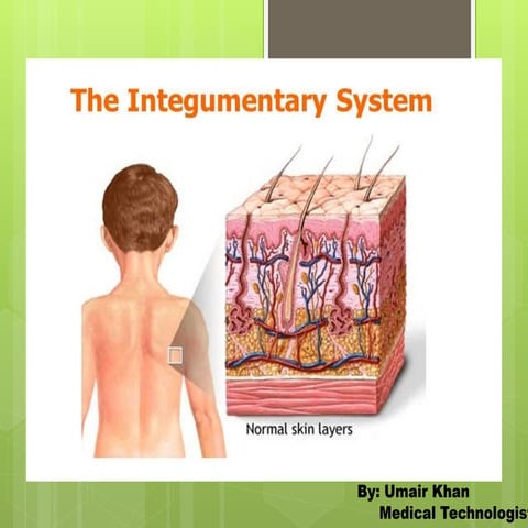 Integumentry system | PPTX