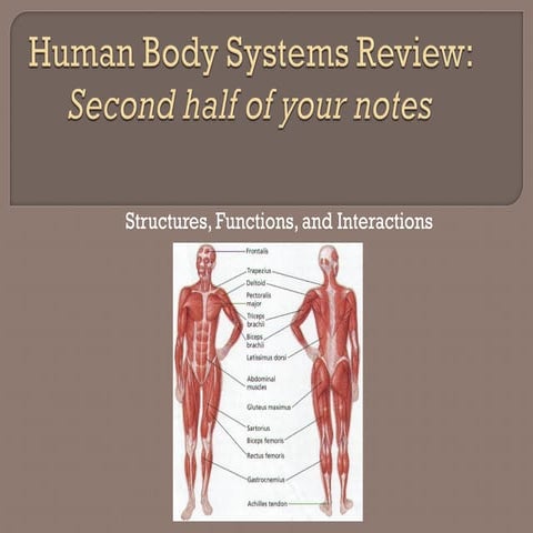 Interactions of the systems 2018 part 2 notes | PPT