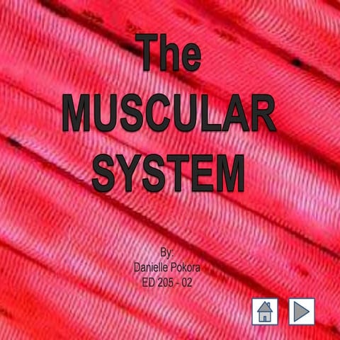 Exploring Muscles | PPT