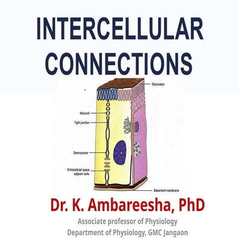 INTERCELLULAR JUNCTIONS or CONNECTIONS BY DR K AMBAREESHA | PPTX