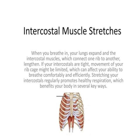 Intercostal muscle stretches | PPTX