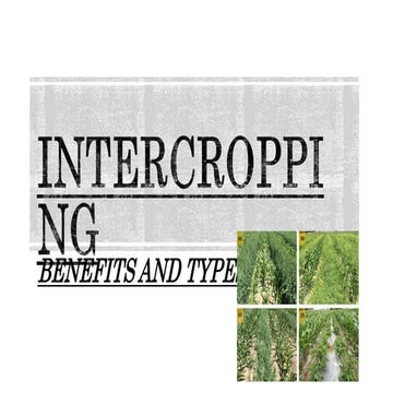 INTERCROPPING .pptx