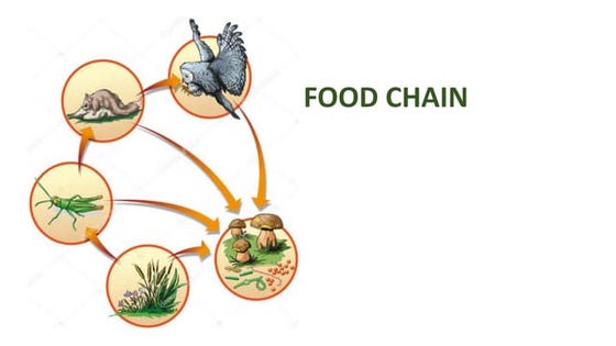 Terrestrial and Aquatic Food Chains | PPT