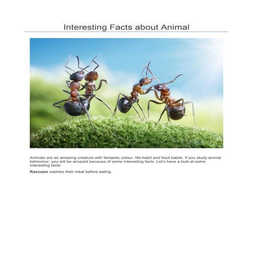 Interesting facts about animal | PDF