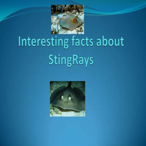 Sting Ray Report | PPT