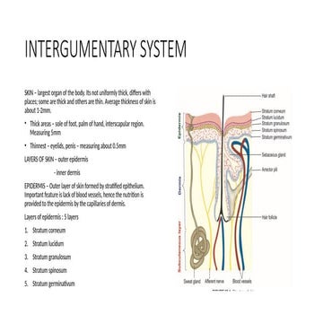 Histology of the breast | PPT