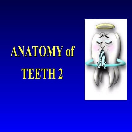 ANATOMY of TEETH 2 1. Anatomy of a tooth. a. Anatomical crown ... | PPT