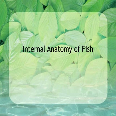 Internal anatomy of fish | PPT