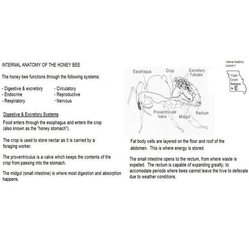 Internal anatomy of the honey bee | PDF