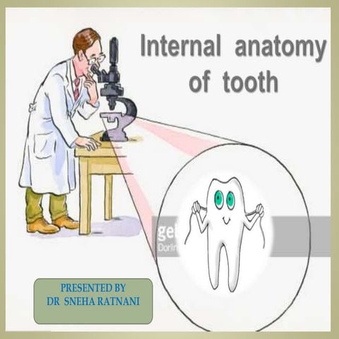 Internal anatomy of tooth | PPTX | Dental Health | Diseases and Conditions