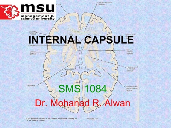 Blood supply of the brain | PPT