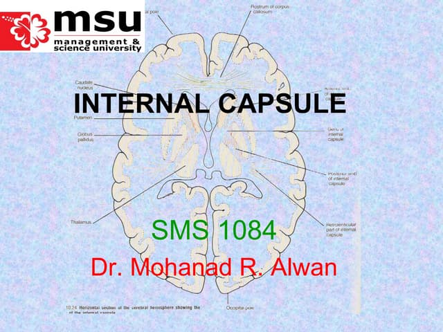 Internal Capsule-Anatomy | PPTX