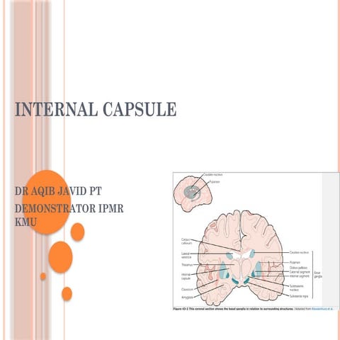 Anatomy of internal capsule | PPT