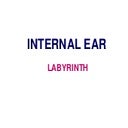 INTERNAL EAR.pptx | Ear, Nose and Throat Conditions | Diseases and ...