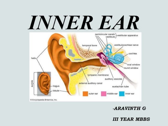 Inner Ear Anatomy Ppt