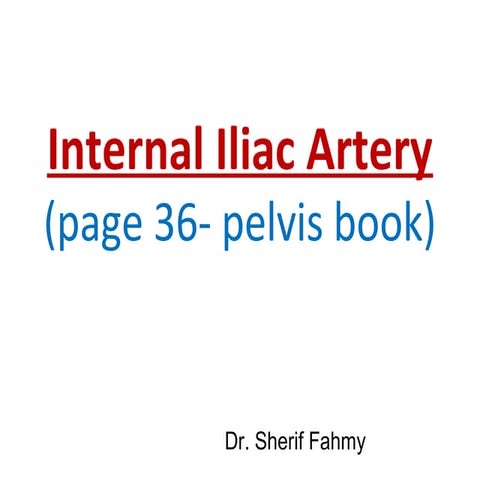 Internal Iliac Artery (Anatomy of the Abdomen) | PPS