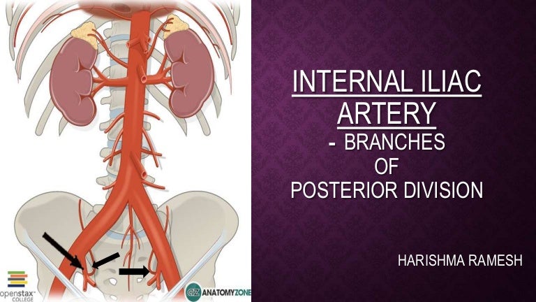 Iliac Artery