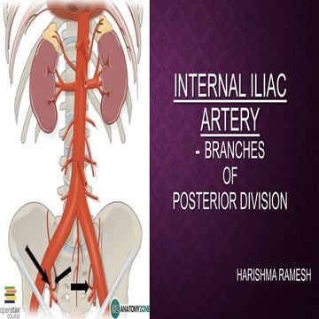 Internal iliac artery | PPTX