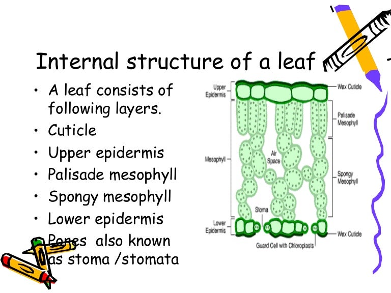 Internal Structure Of A Leaf internal-structure-of-a-leaf