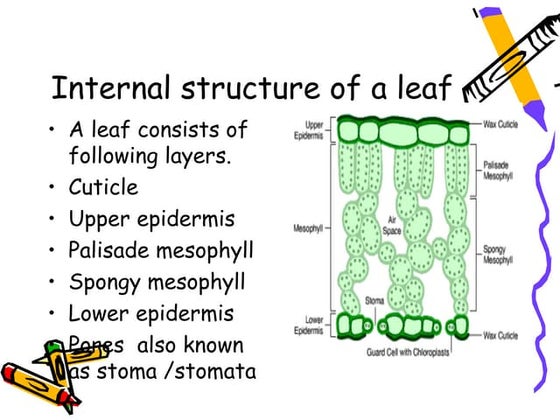 Leaf | PPTX | Gardening | Home & Garden