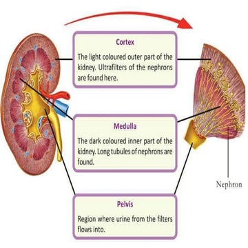 Internal structure of kidney | PPTX