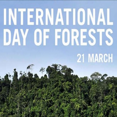 International Day of Forests: Key Forest Facts | PPTX
