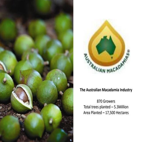 International roundup a comprehensive report on the state of the global macadamia industry ...