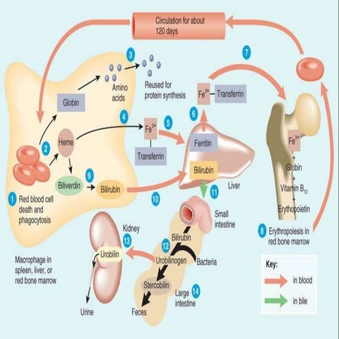 Aclaramiento renal | PPTX