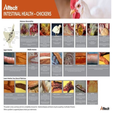 Intestinal Health in poultry discussion 2.pdf