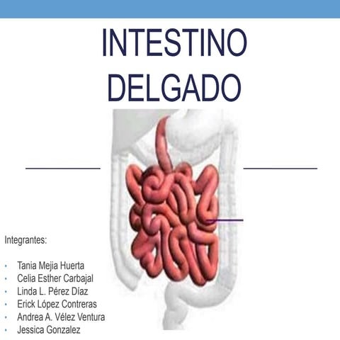 Intestino delgado | PPTX | Digestive Disorders | Diseases and Conditions