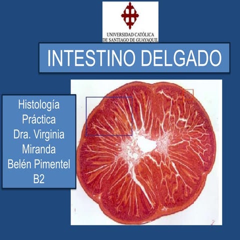 Histologia estomago,duodeno y yeyuno | PPT