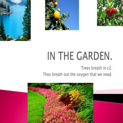 In The Garden Sequoia | PPTX