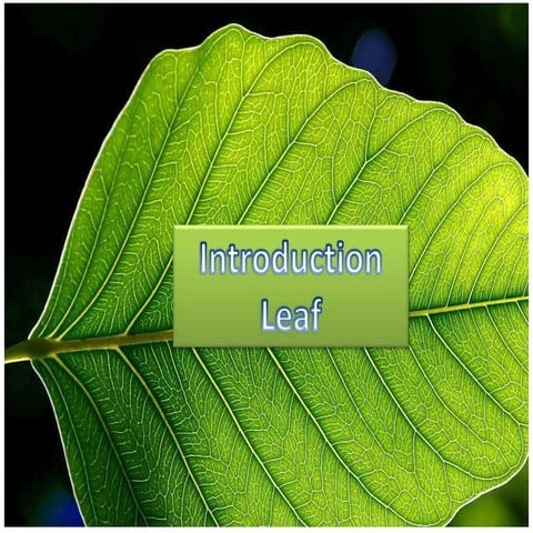 Introduction leaf | PPTX