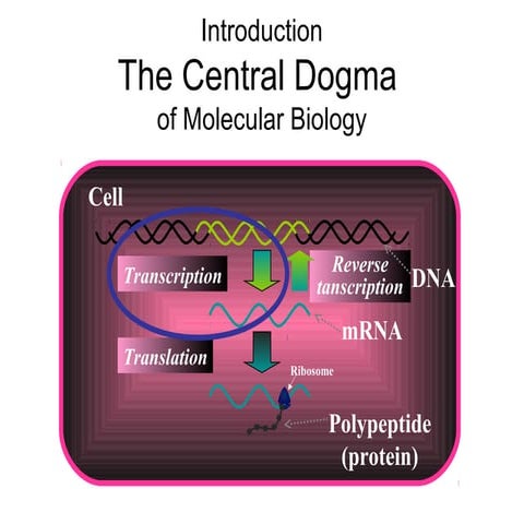 Introduction to DNA structure | PPT
