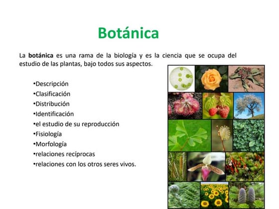 Ciencias auxiliares de la Botánica | PPT