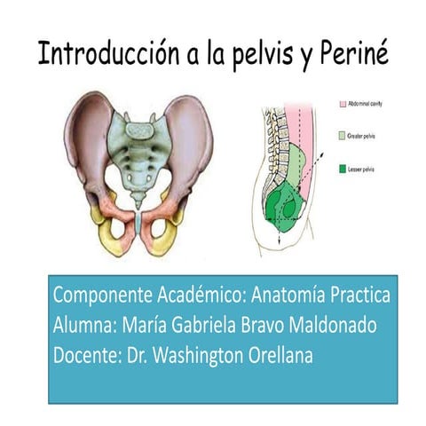 Introducción a la pelvis y periné | PPTX