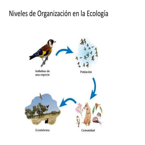 Ejemplos De Ecología De Poblaciones