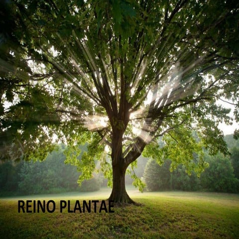 REINO PLANTAE taxonomía y característica | PPTX