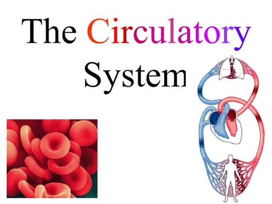 Worksheet 05 the circulatory system | PPT