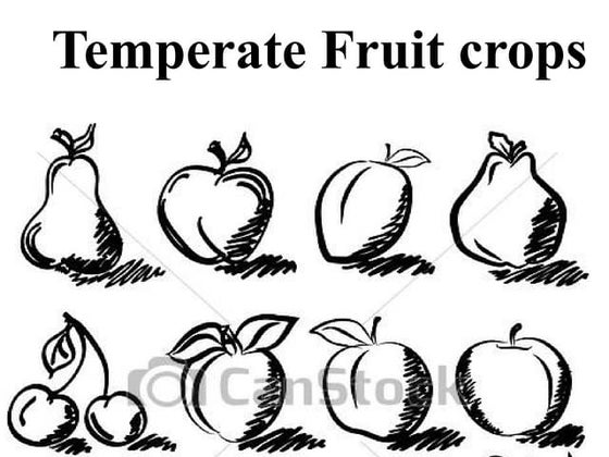 Classification of Fruit | PPT