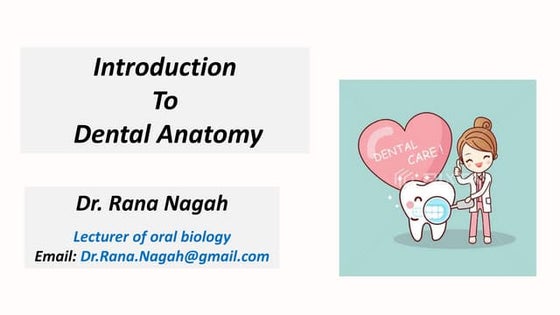 Human teeth | PPT | Dental Health | Diseases and Conditions